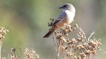 Chilly Birds of Winter in Baker Canyon - Bird Walk | OC Parks
