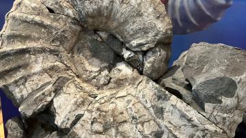 Explore! Fossils of the Ancient Sea Floor | OC Parks