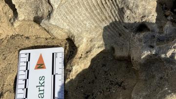 Explore! Fossils of the Ancient Sea Floor | OC Parks